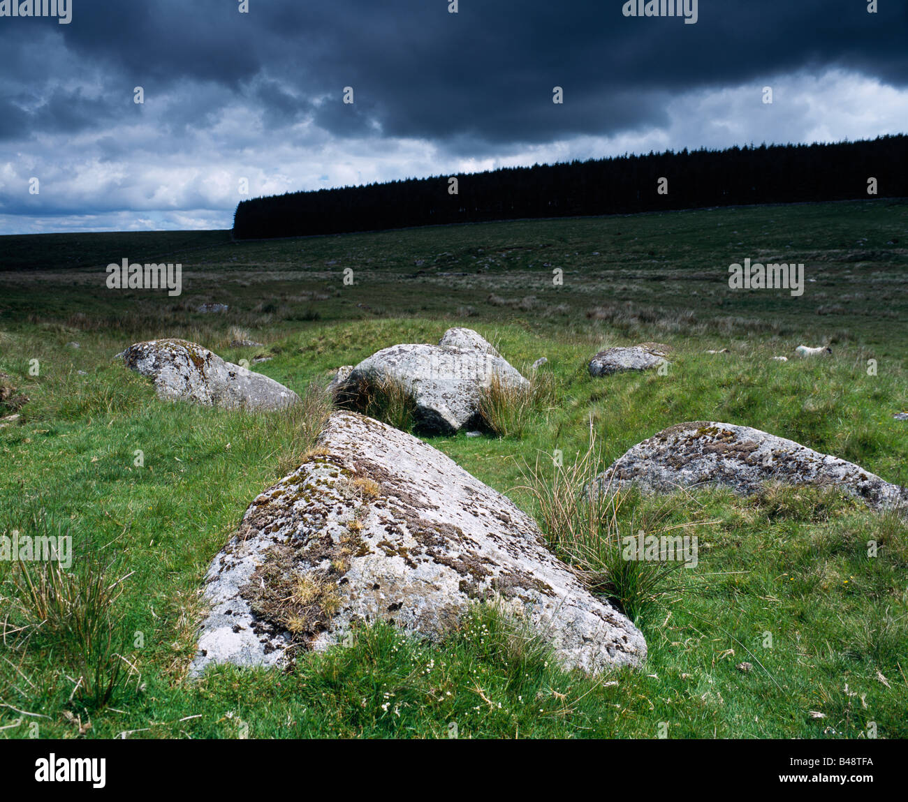 Great forest national park hi-res stock photography and images - Alamy