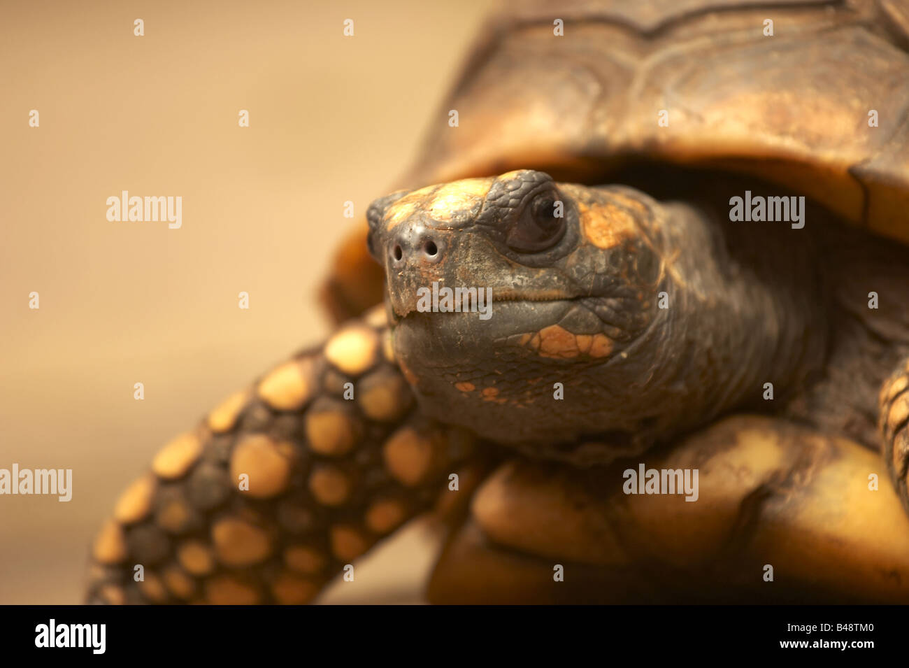 tortoise shell peeping looking camera facing orange Stock Photo - Alamy