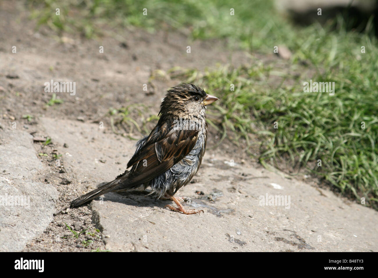 Sparrow art photo hi-res stock photography and images - Alamy