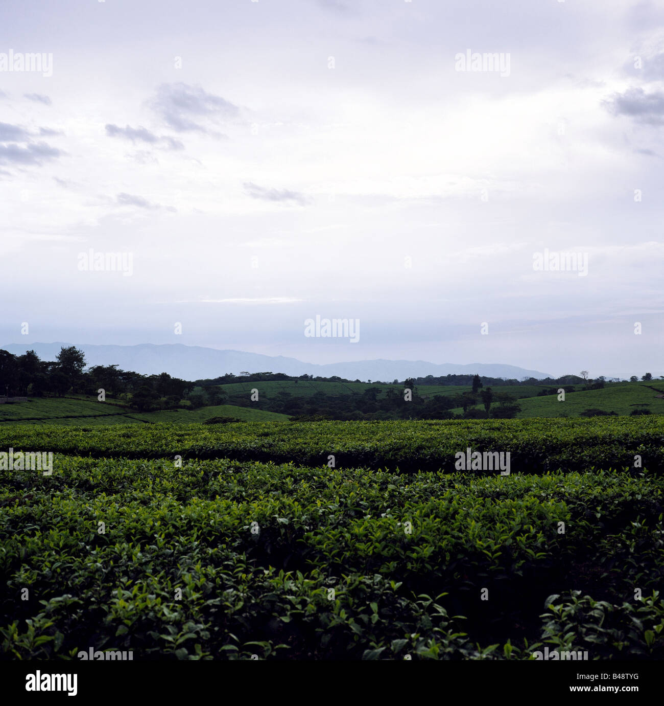 Ugandan tea fields near Fort Portal Stock Photo - Alamy