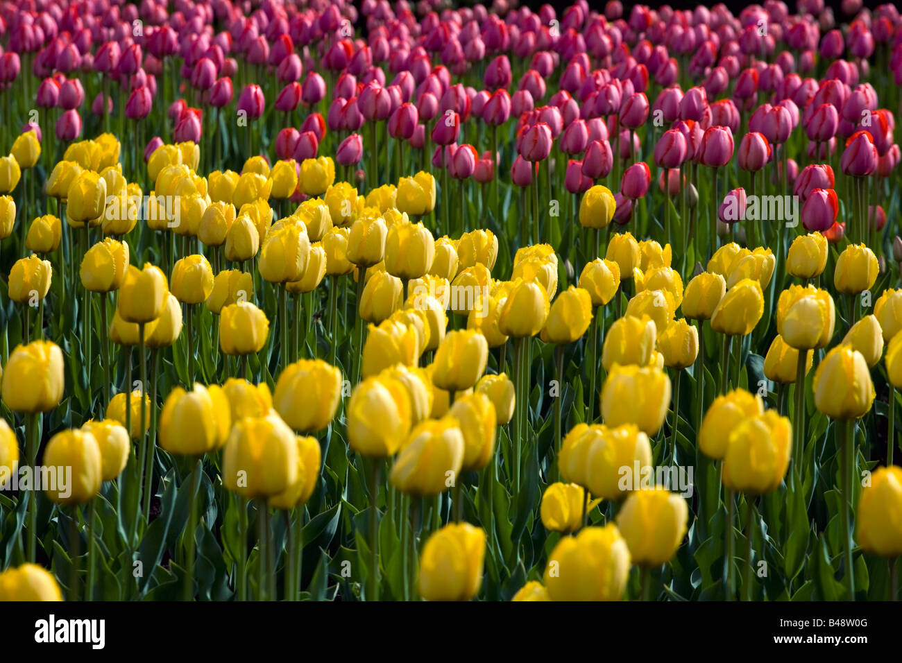 Tulips festivals ottawa canada hi-res stock photography and images - Alamy