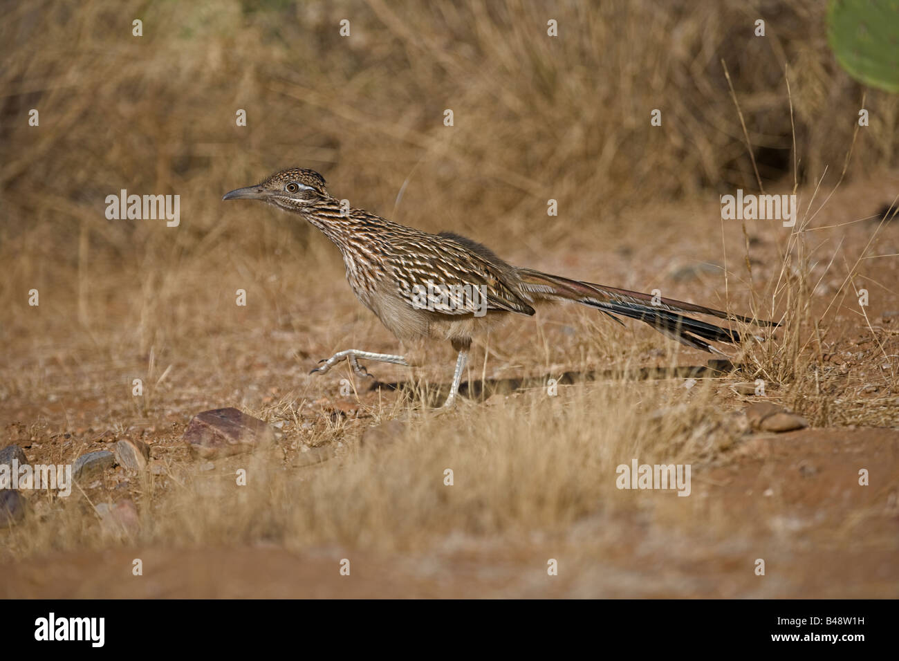 Greater roadrunner running hi-res stock photography and images - Alamy