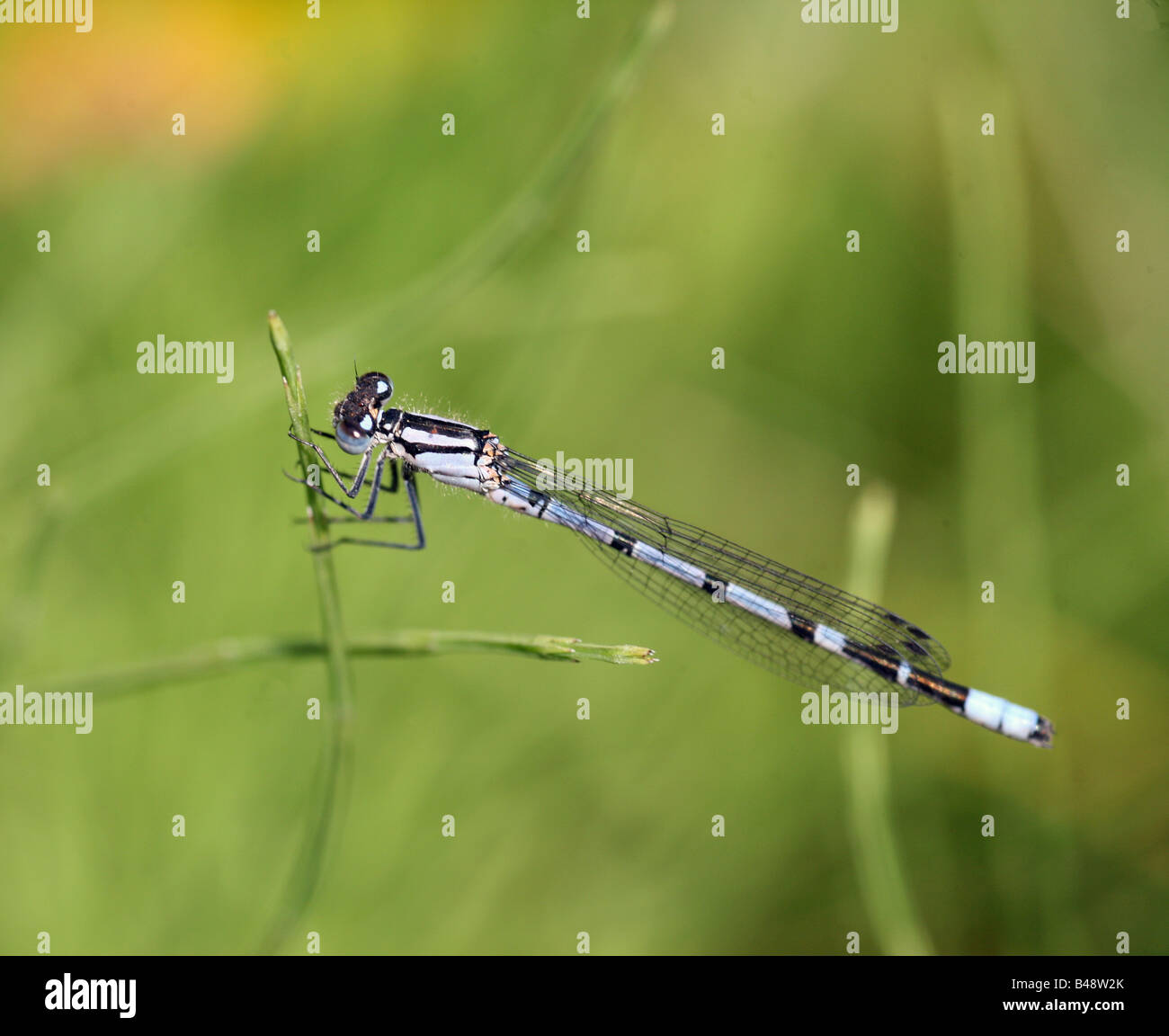 Wing wings winged hi-res stock photography and images - Alamy
