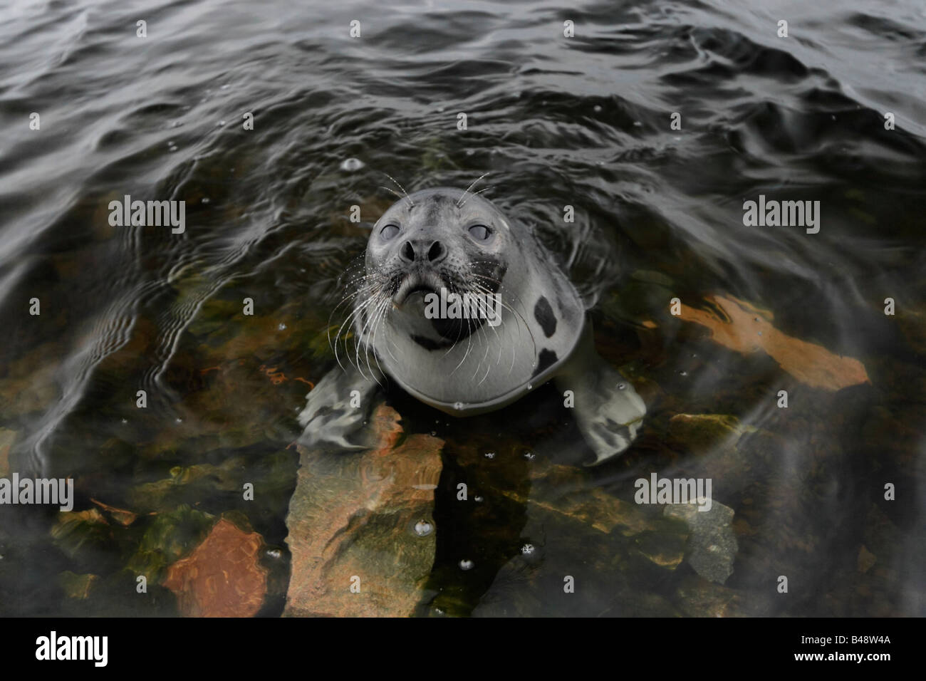 Greenland seal, Harp seal (Histriophoca groenlandica) in the ...