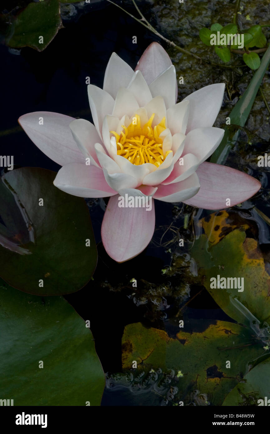 White Water Lily Flower (Nymphalea alba) On pond - England- UK Native ...