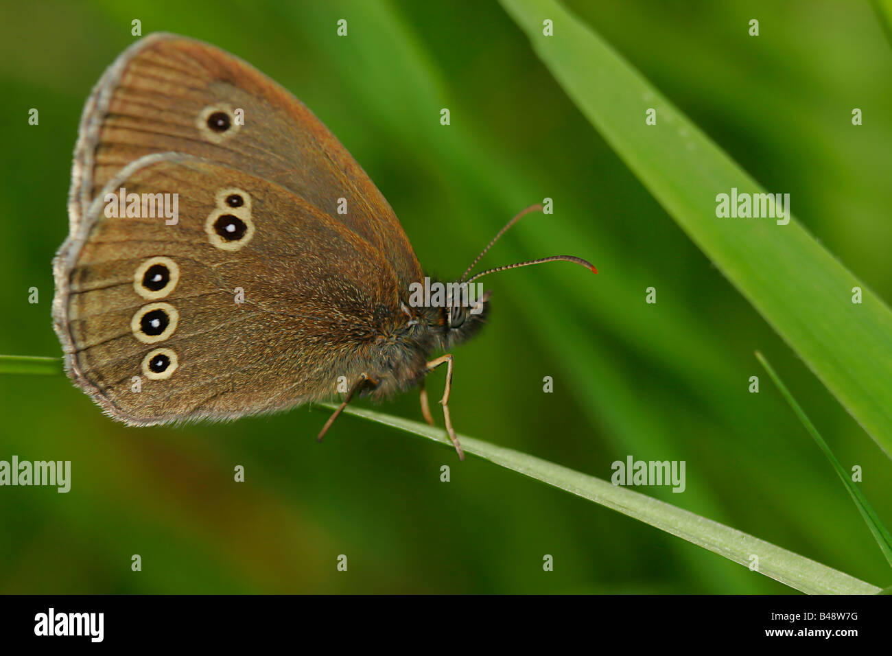 Butterfly body parts hi-res stock photography and images - Alamy