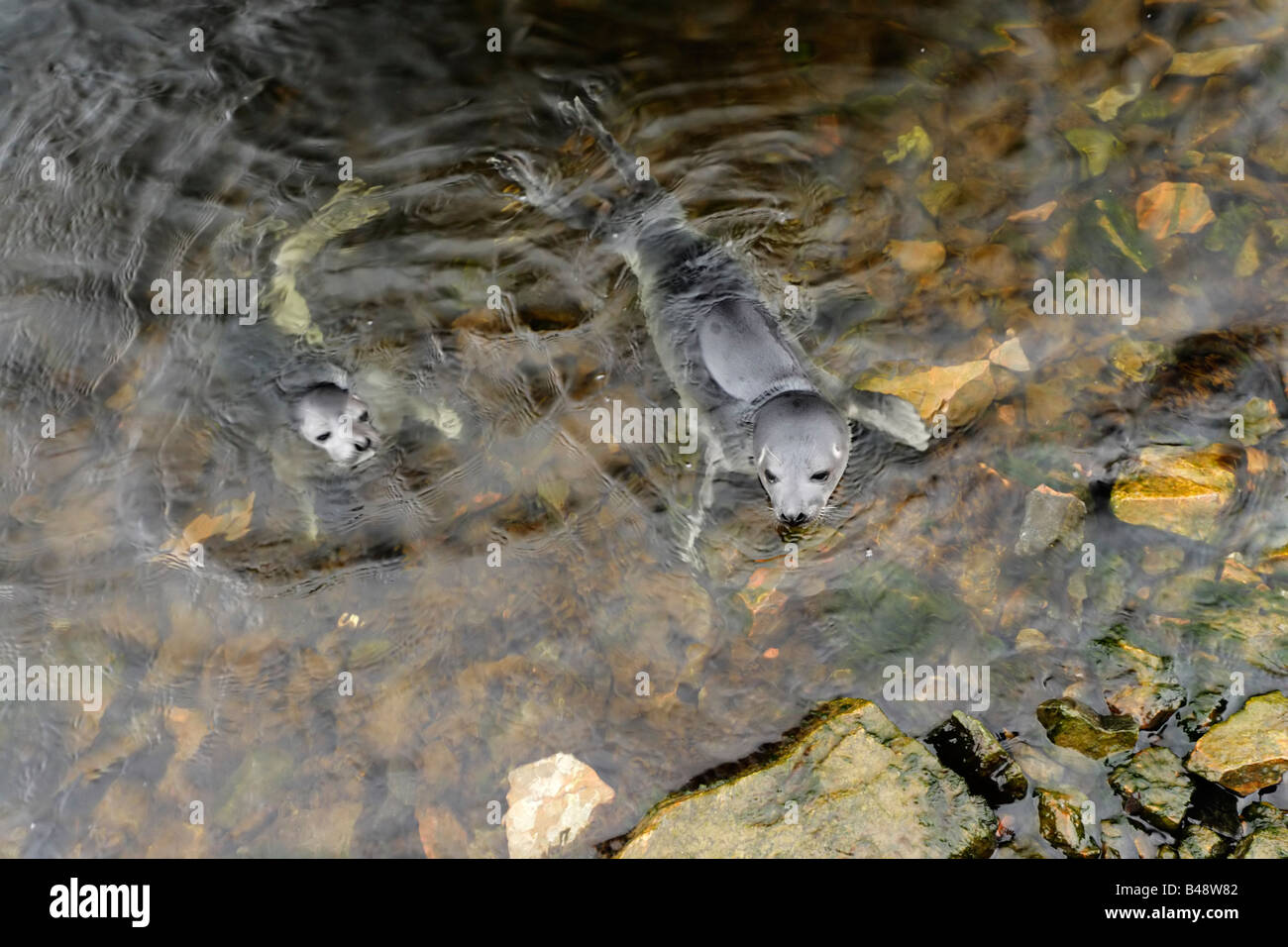 Greenland seal, Harp seal (Histriophoca groenlandica) in the ...