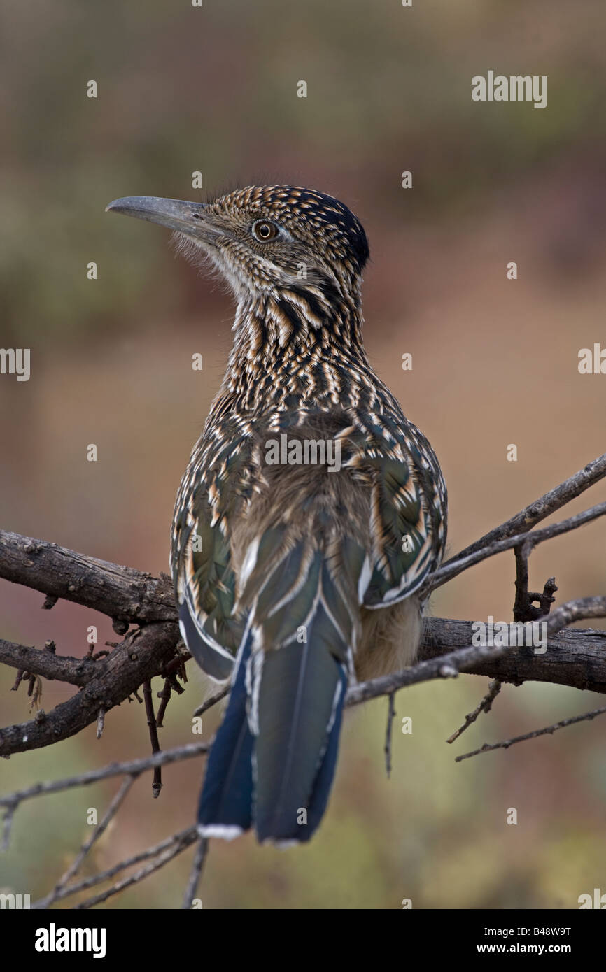 Greater Roadrunner (Geococcyx californianus) Arizona Sonoran Desert ...