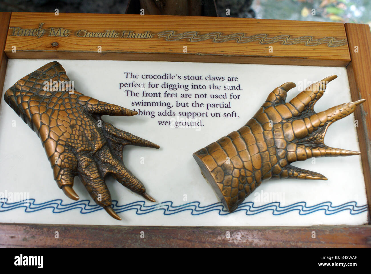 Crocodile Claws Stock Photo - Alamy Crocodile Claws Stock Photo - Alamy