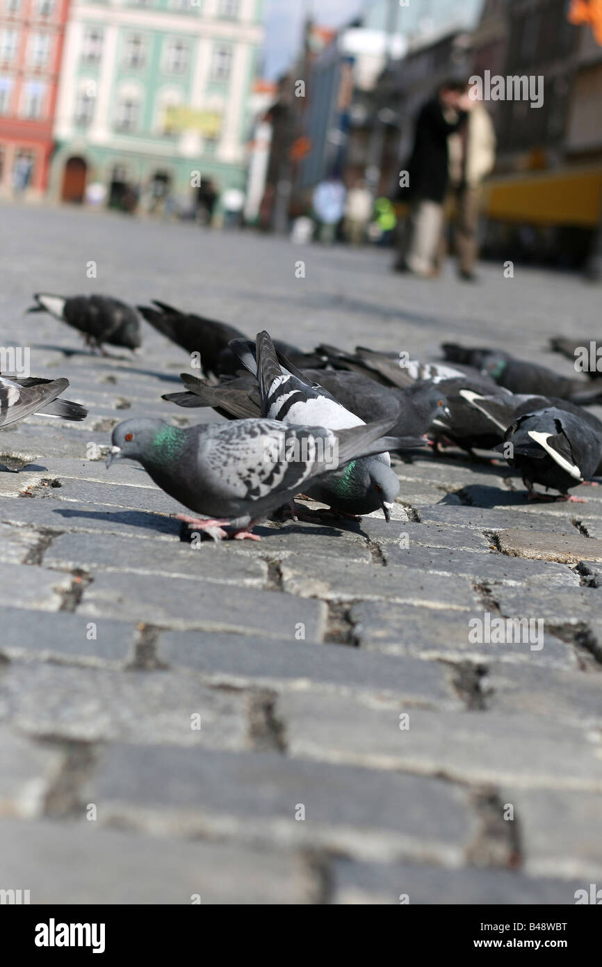 Pigeons poland hi-res stock photography and images - Alamy