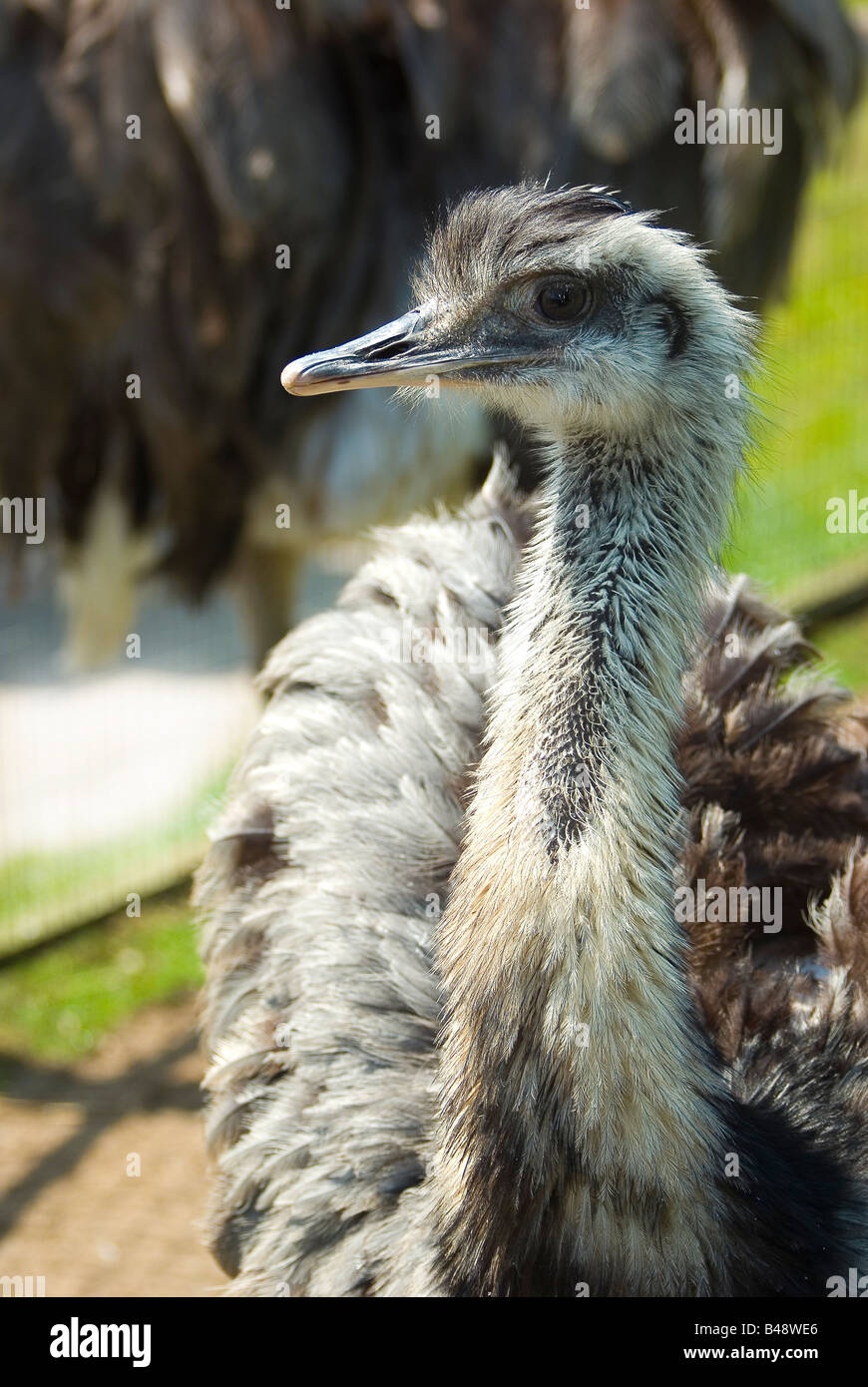 Rhea Bird Stock Photos & Rhea Bird Stock Images - Alamy