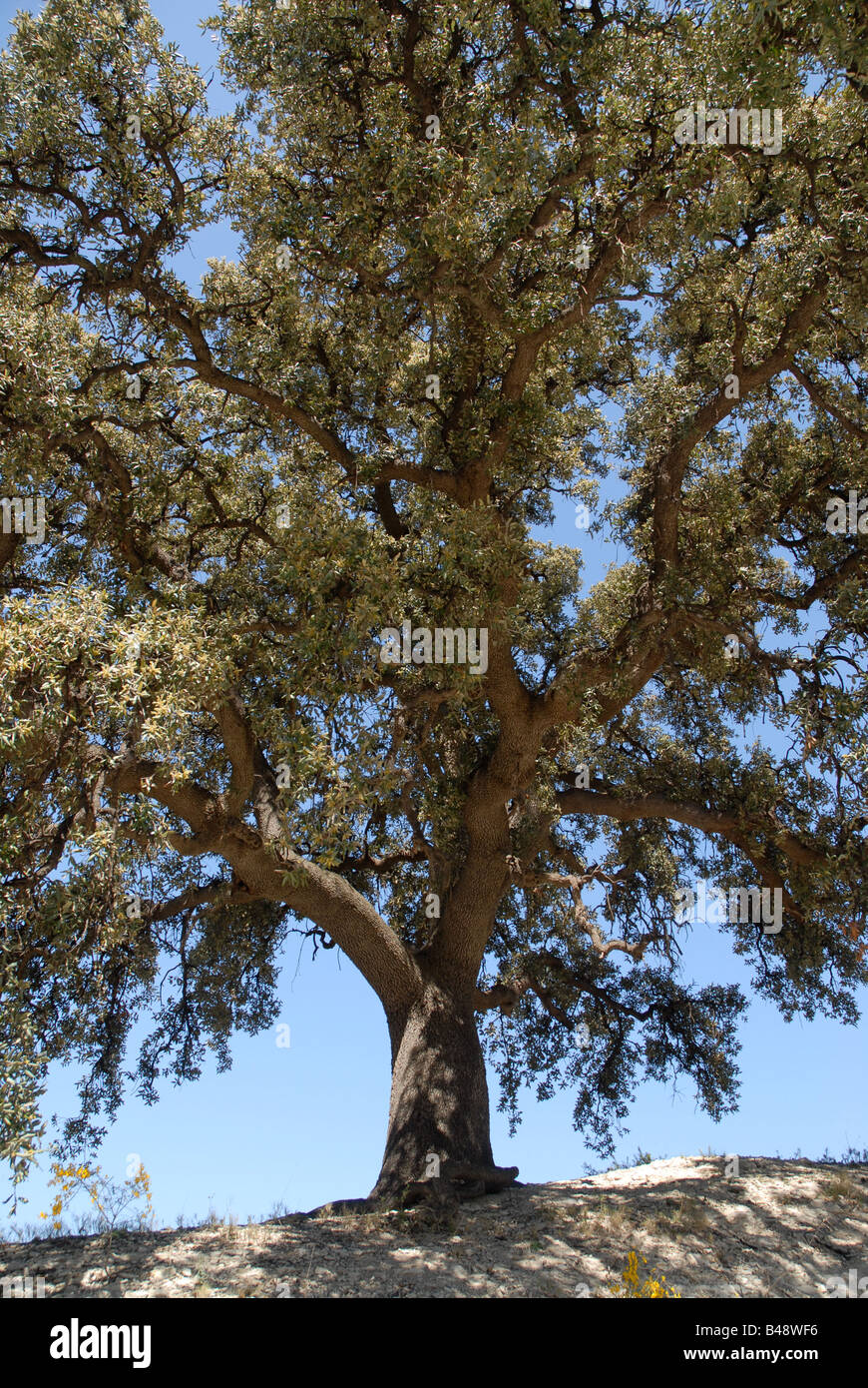 Holm oak leaf hi-res stock photography and images - Alamy