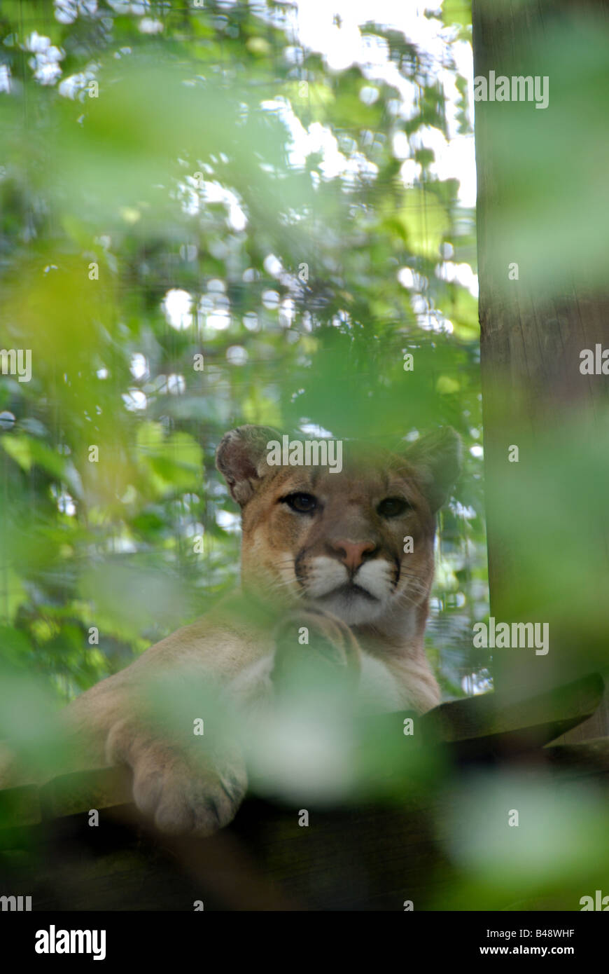 North american trees hi-res stock photography and images - Alamy