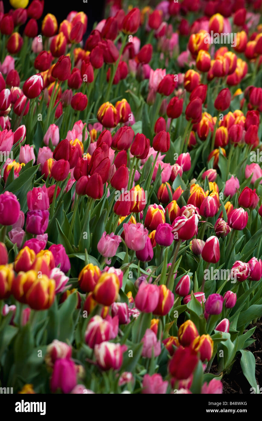 Tulips festivals ottawa canada hi-res stock photography and images - Alamy