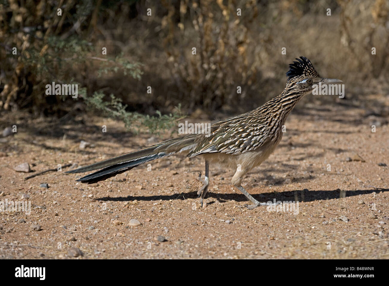 Desert roadrunners hi-res stock photography and images - Alamy