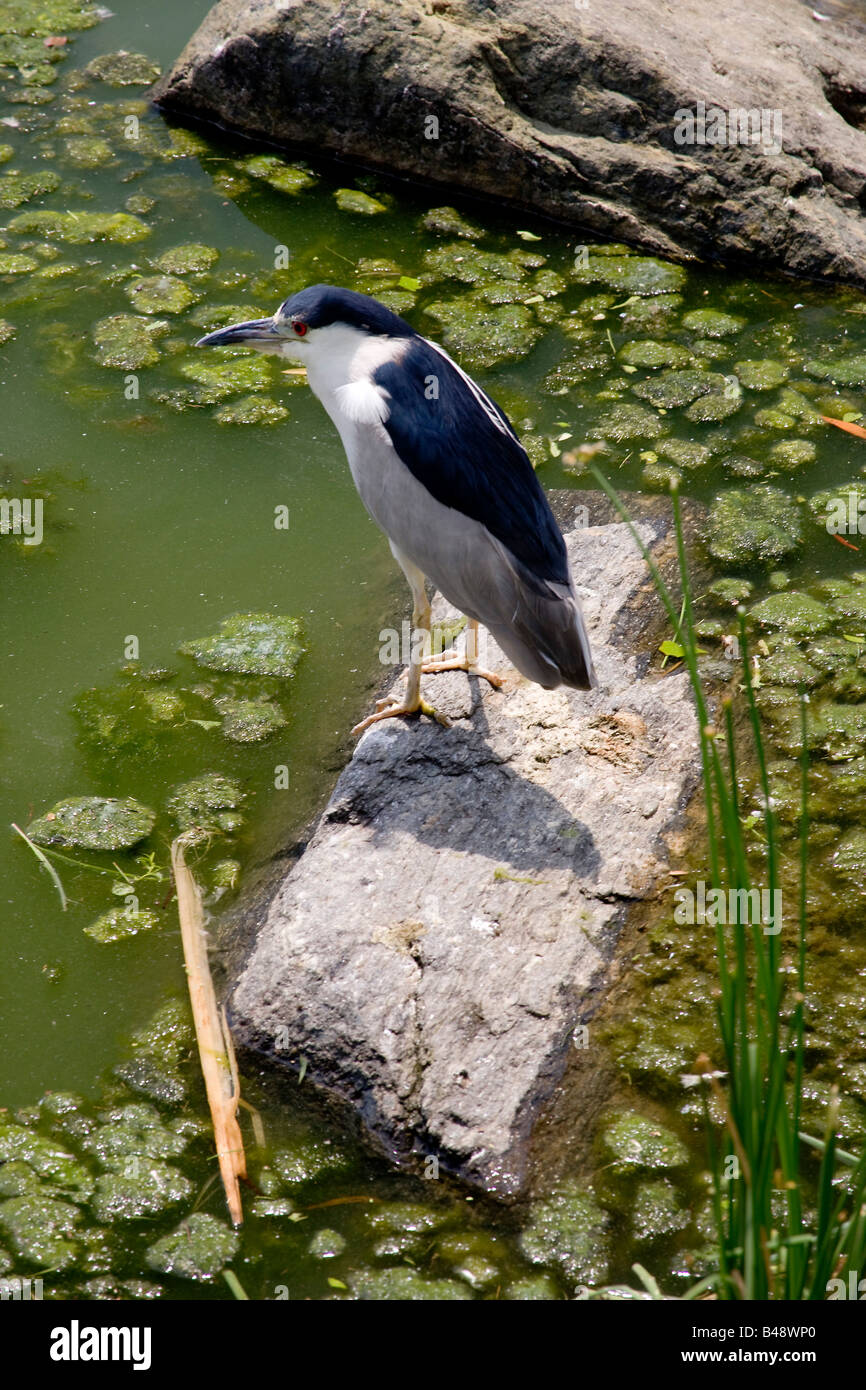 A fishing bird at The Harlem Meer in New York City's Central Park Stock ...