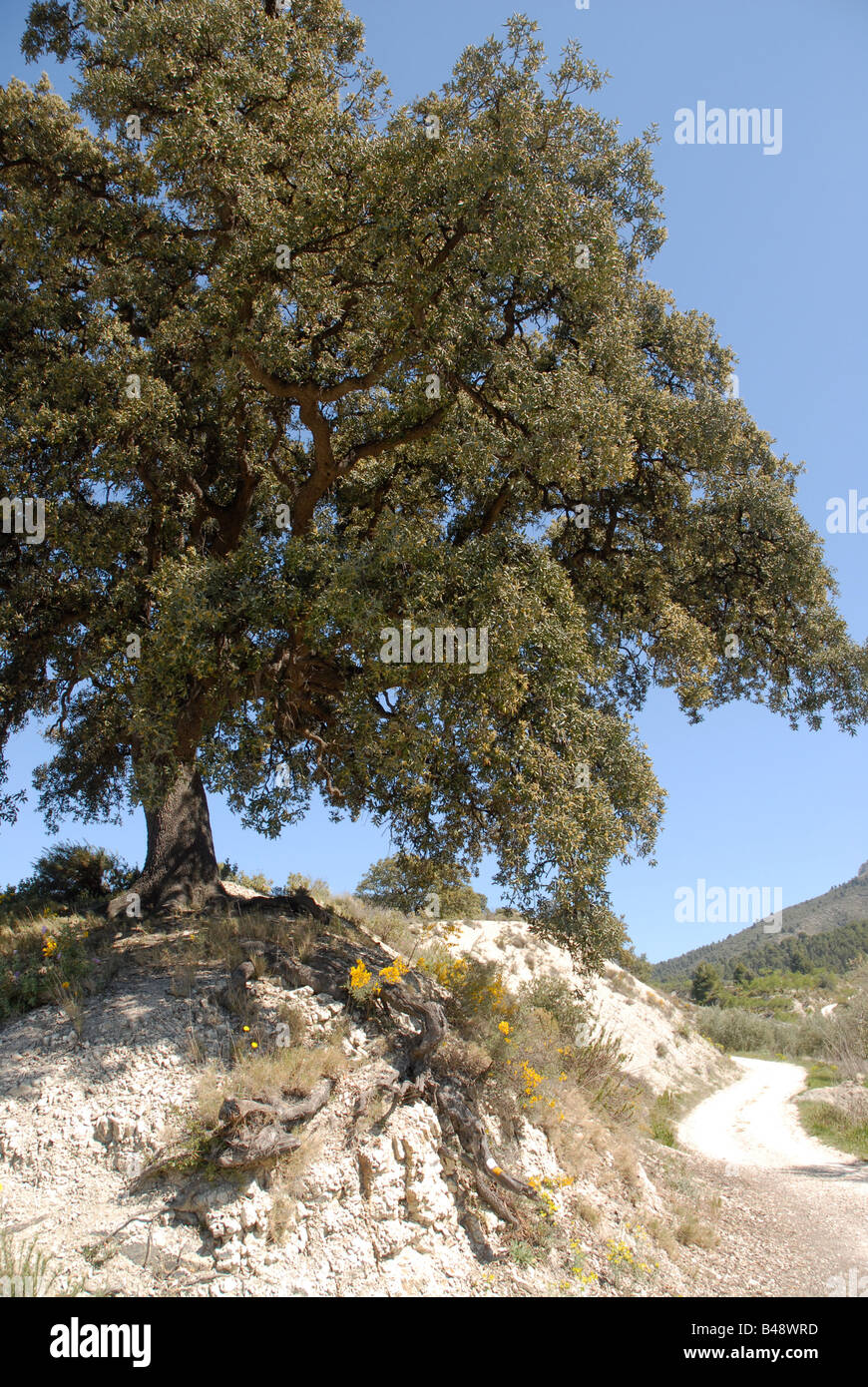 Oak tree quercus ilex hi-res stock photography and images - Alamy