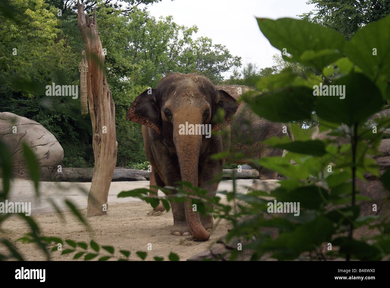 Elephant display hi-res stock photography and images - Alamy
