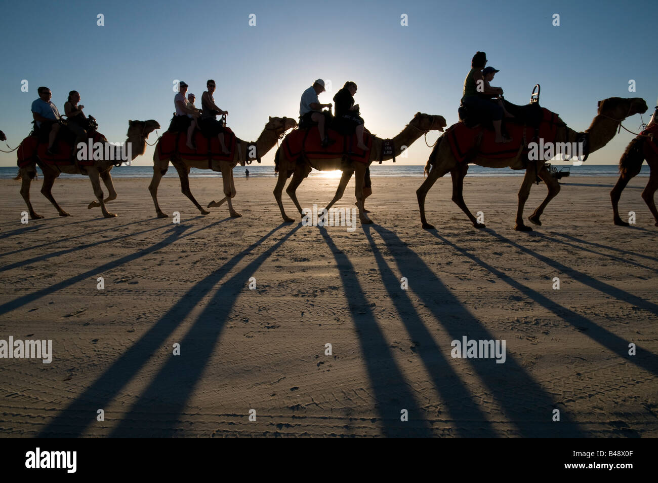 Camel train western australia hi-res stock photography and images - Alamy