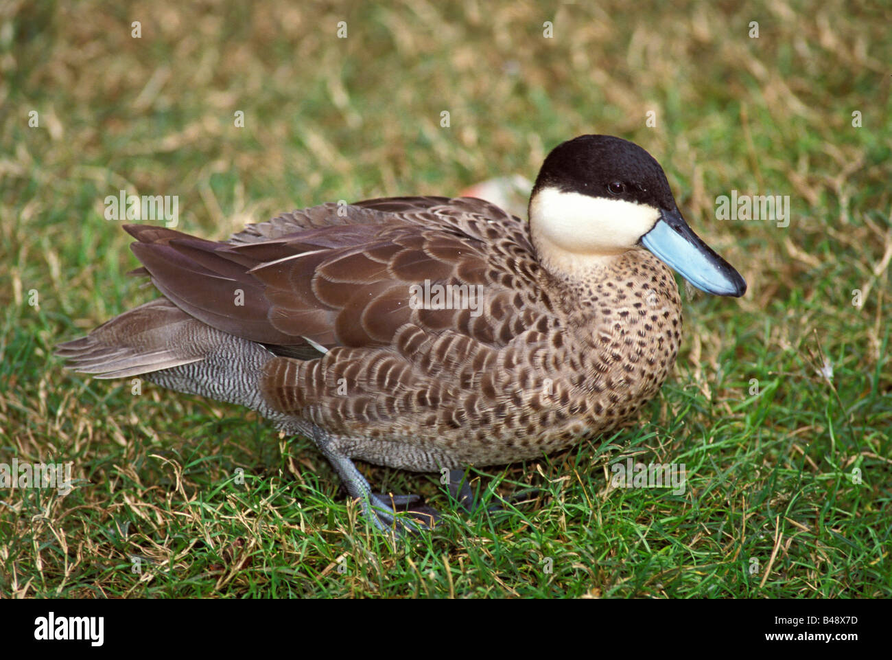 Puna teal anas puna hi-res stock photography and images - Alamy