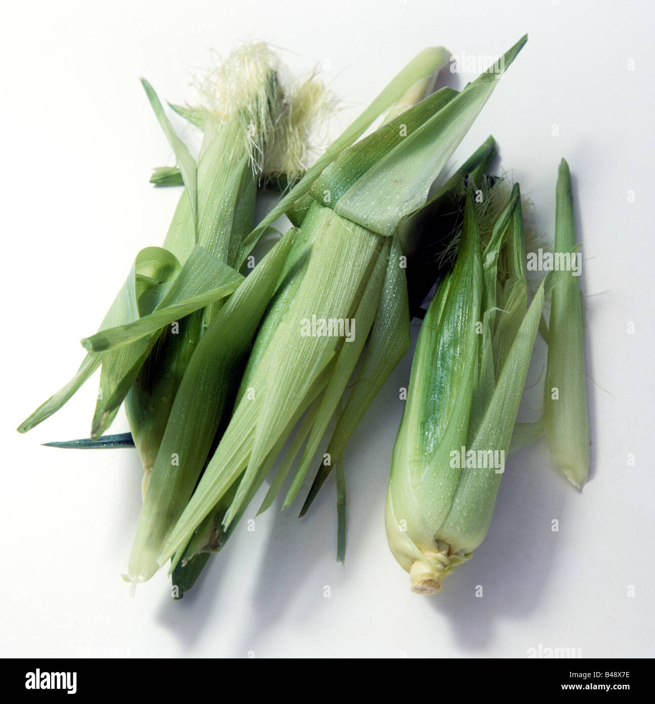 Ears of fresh corn Stock Photo - Alamy