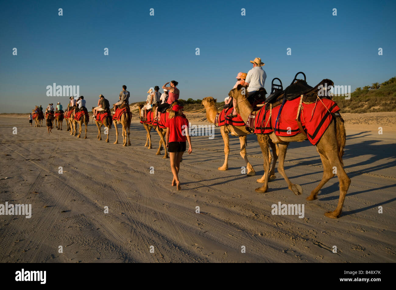 Camel trains carrying tourists on Cable Beach Broome Western Australia ...