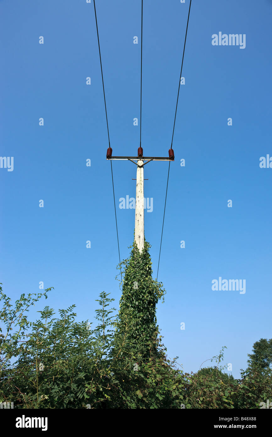 Ivy growing up an electric power supply pole "North Norfolk" UK Stock ...