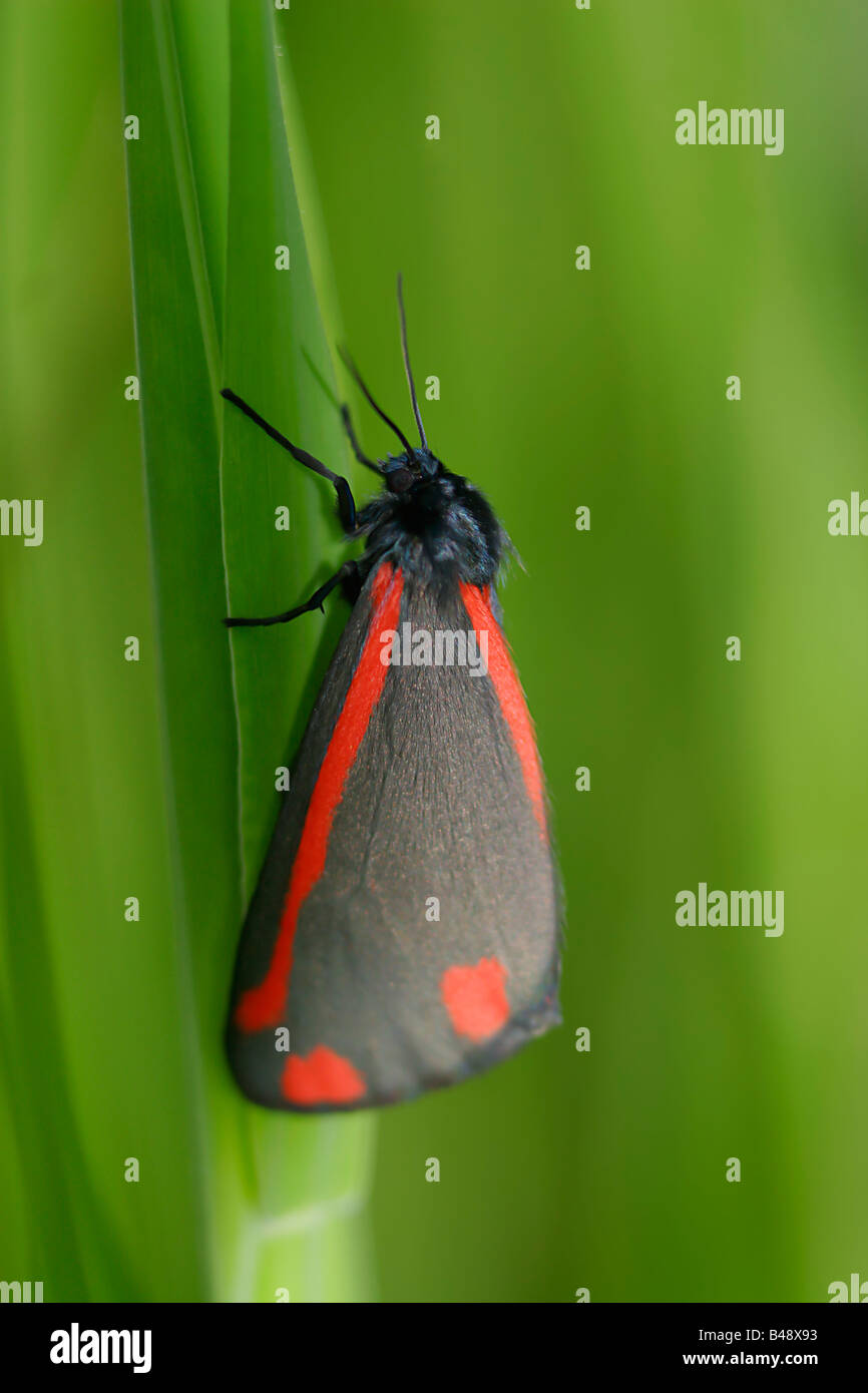 Day flying moths hi-res stock photography and images - Alamy
