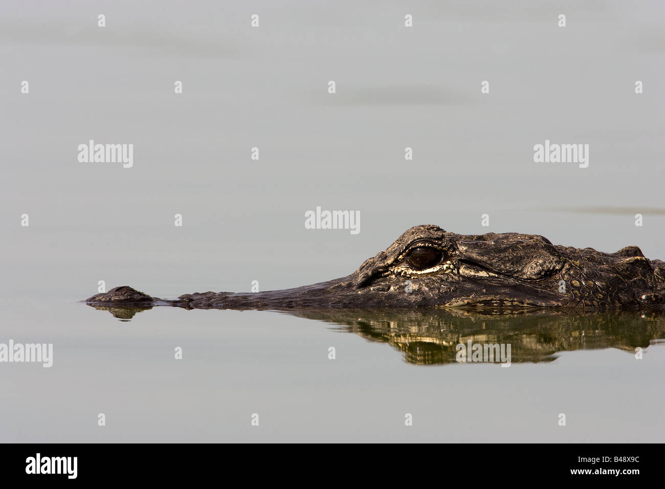American alligator (Alligator mississippiensis Stock Photo - Alamy