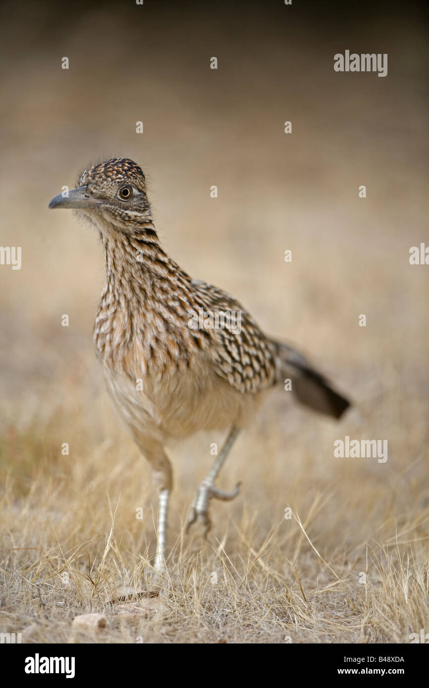 Roadrunner hi-res stock photography and images - Alamy
