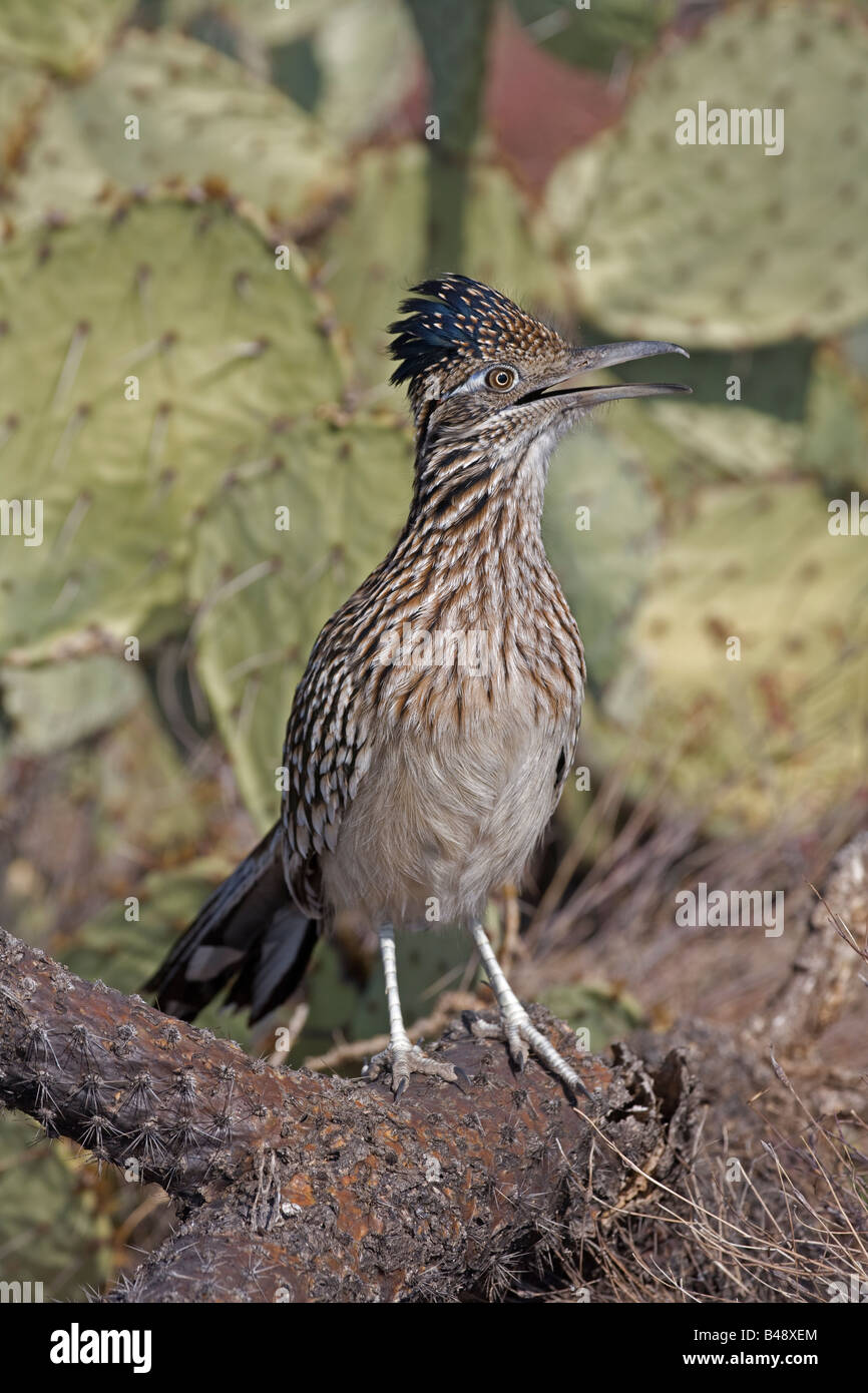 Greater Roadrunner (Geococcyx californianus) Arizona Sonoran Desert ...
