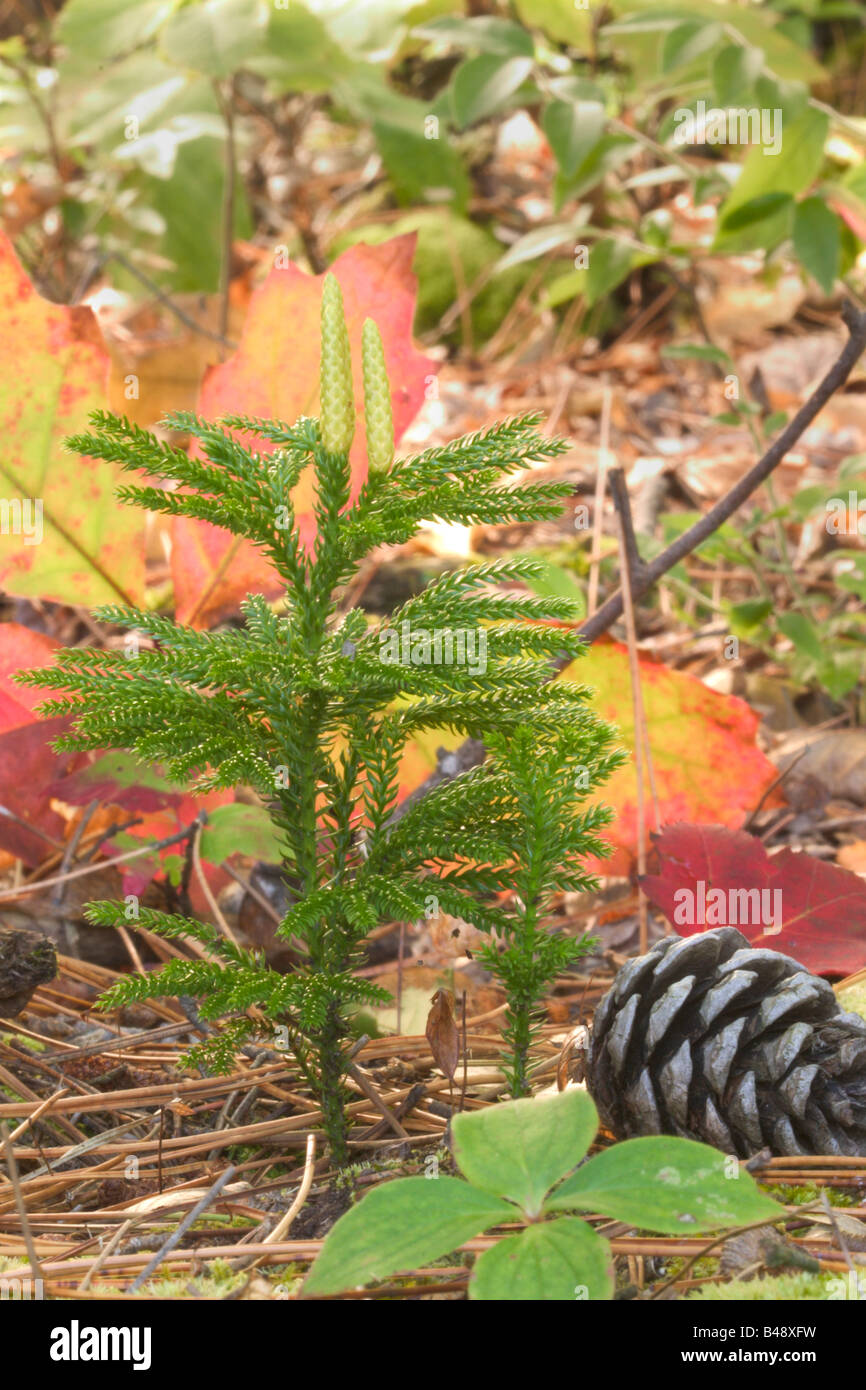 Princess Pine Lycopodium dendroideum Stock Photo - Alamy