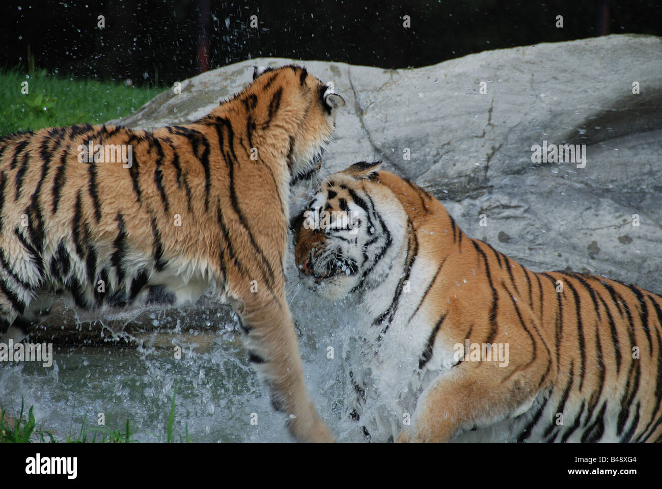 Two siberian tigers (Panthera tigris altaica) fight in a water pond ...