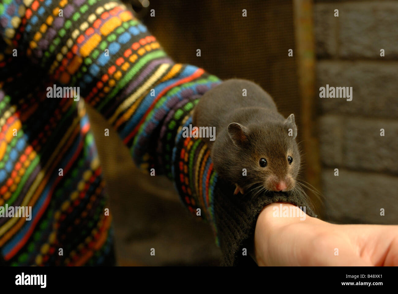 Dark Syrian Hamster Mesocricetus auratus Stock Photo - Alamy