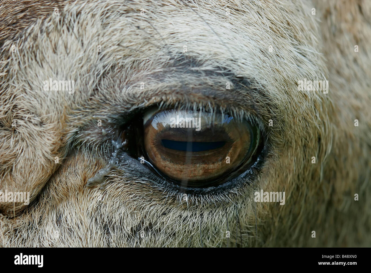 Deer reflection eyes hi-res stock photography and images - Alamy