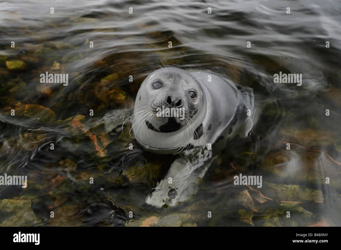 Greenland seal, Harp seal (Histriophoca groenlandica) in the ...