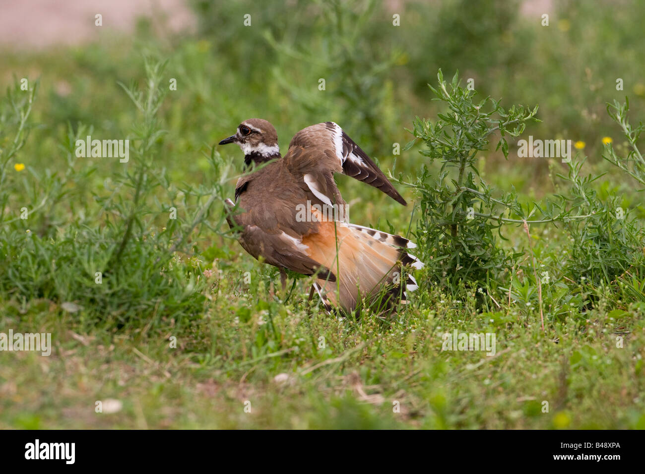 Broken wing display hi-res stock photography and images - Alamy