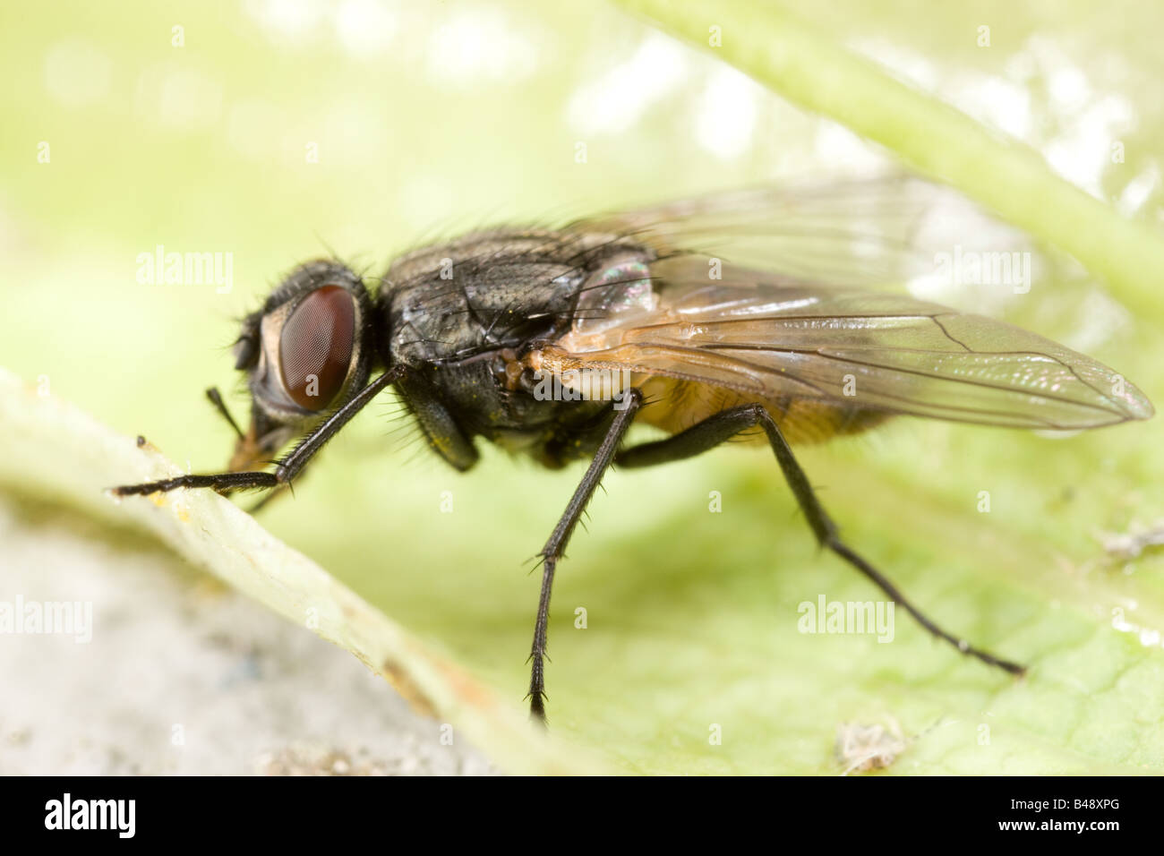 Fly sitting on a leaf Stock Photo - Alamy