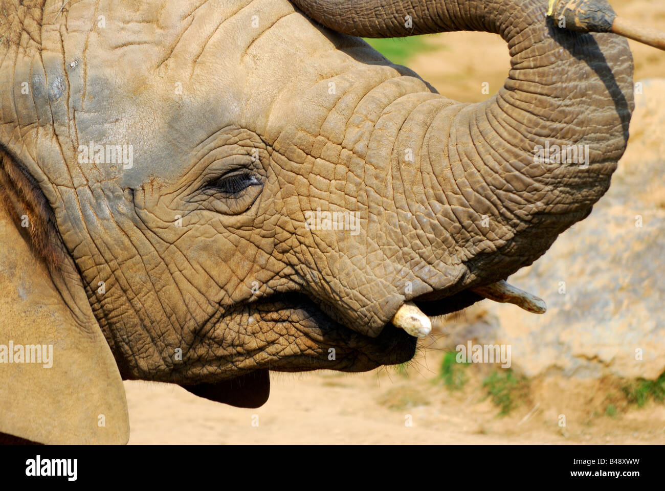 Elephant head shot Stock Photo - Alamy