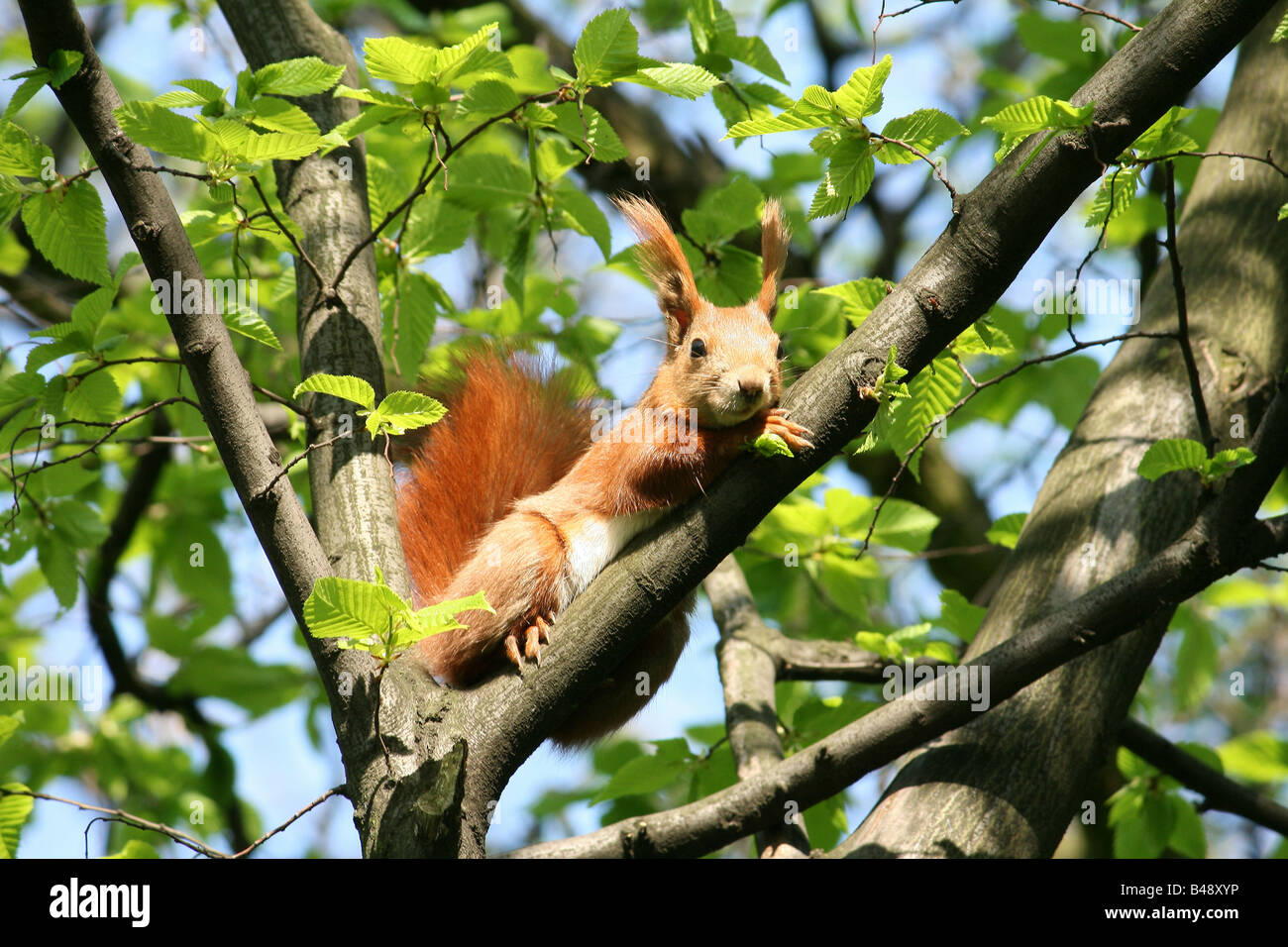 Red haired squirrel hi-res stock photography and images - Alamy