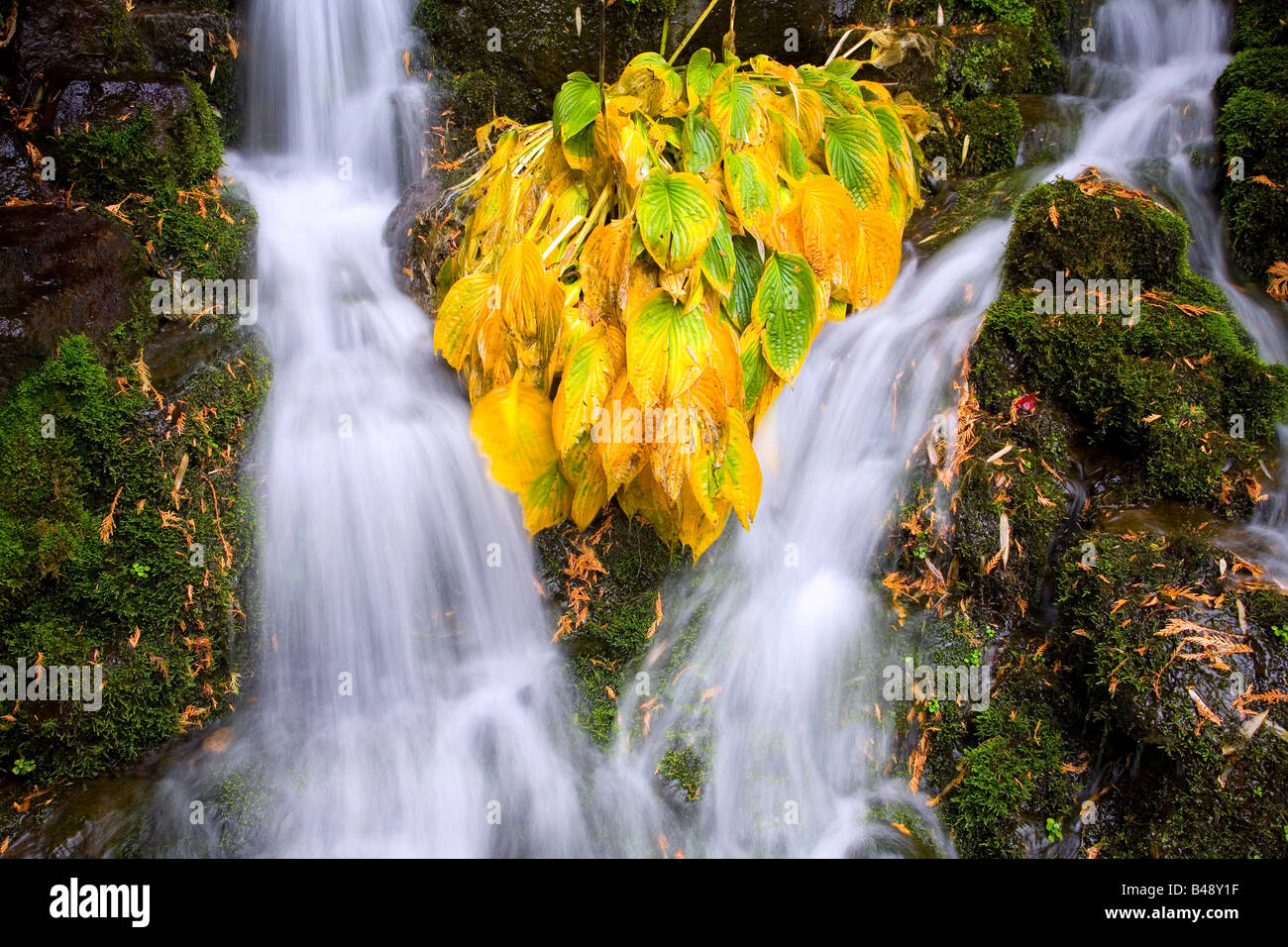 Fall colors in Crystal Springs Falls, Oregon, USA Stock Photo - Alamy