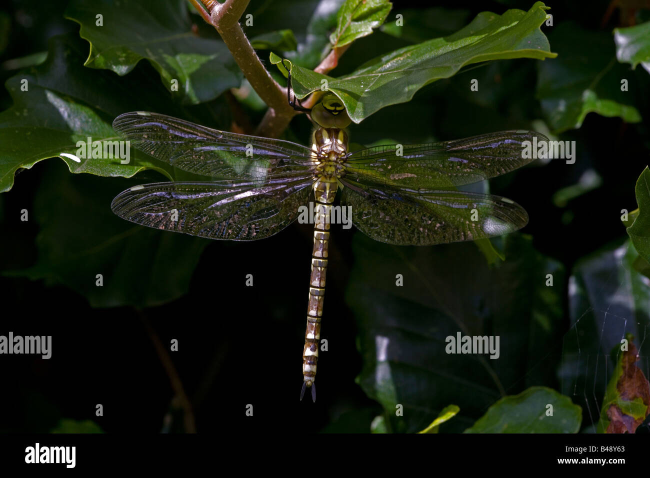Dragonfly nymphs hi-res stock photography and images - Alamy