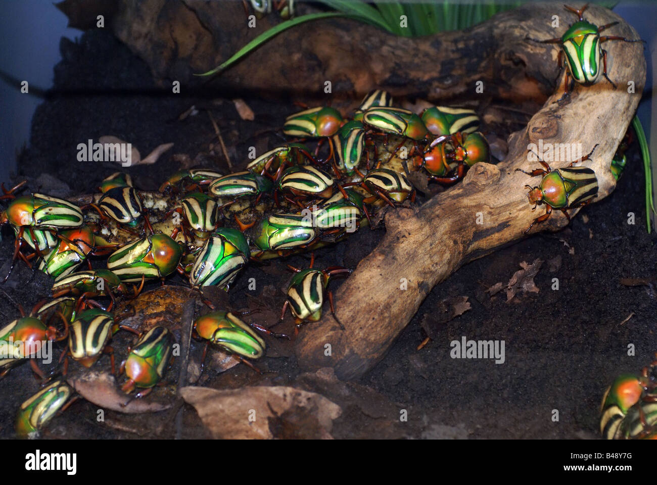 African Flamboyant Flower Beetles Stock Photo - Alamy