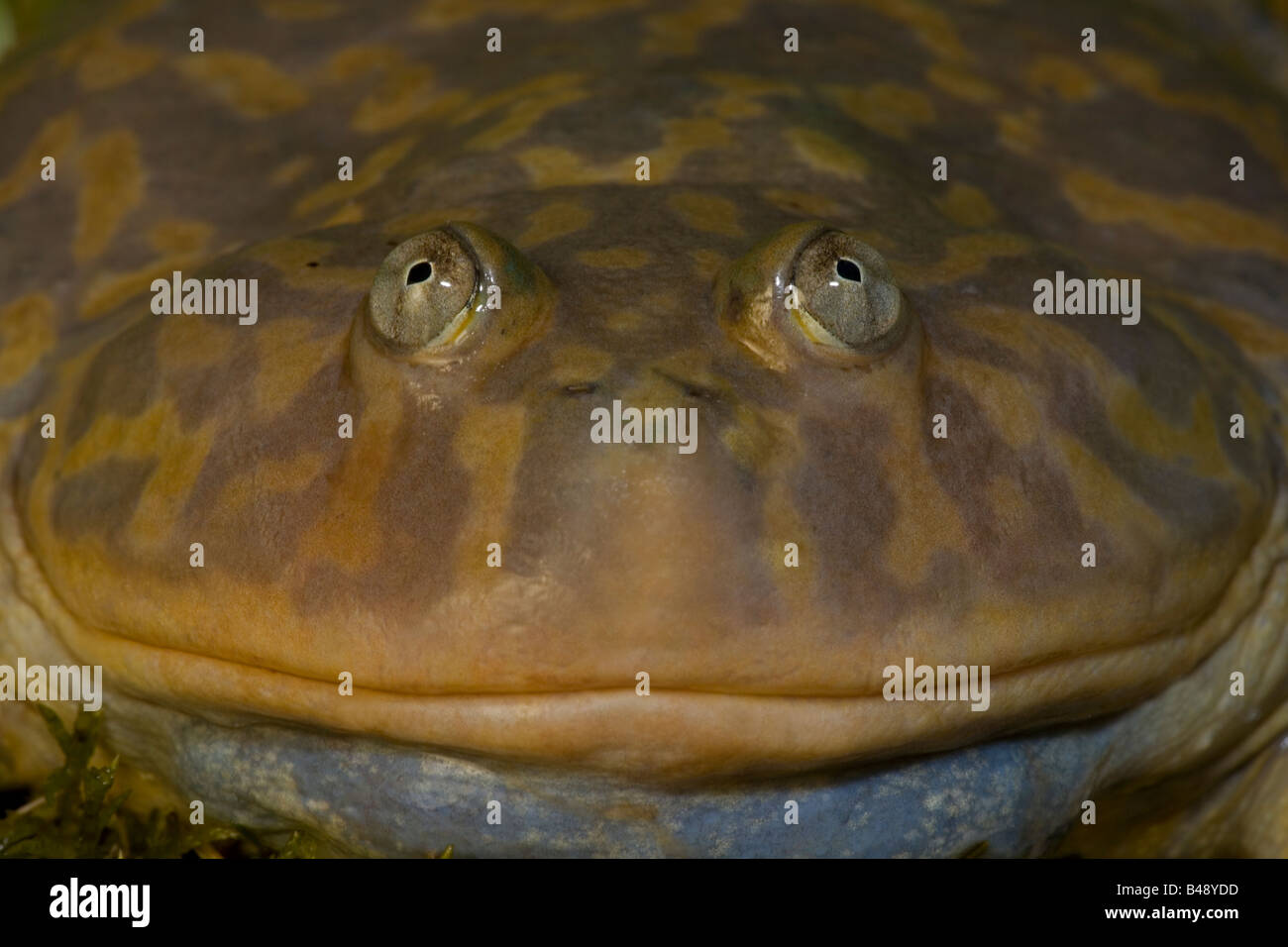 Budgett's Frog (Lepidobatrachus laevis) Captive - Native to South ...