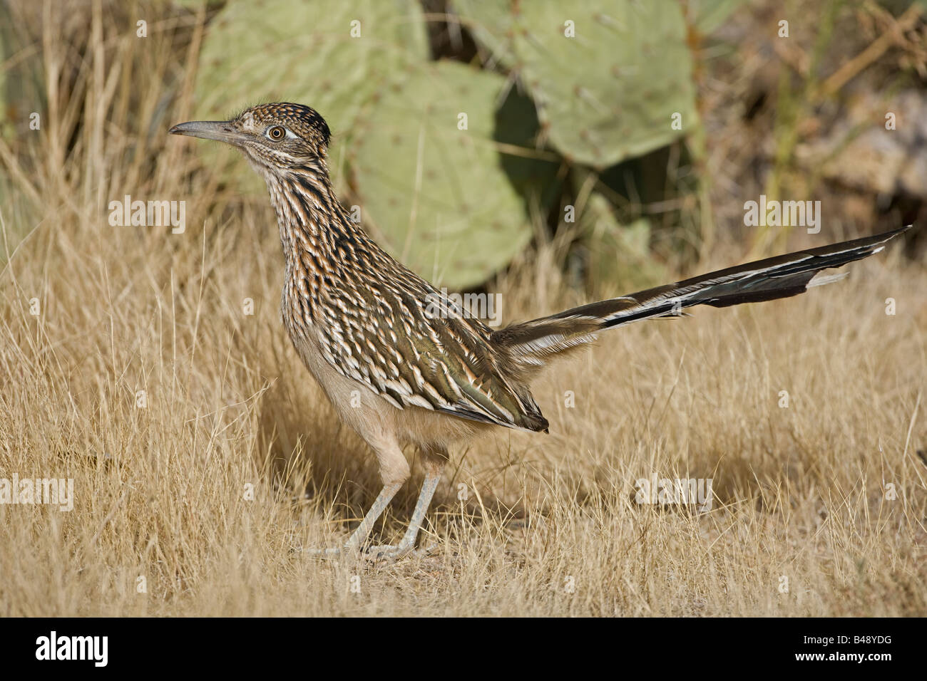 Aves chaparral hi-res stock photography and images - Alamy