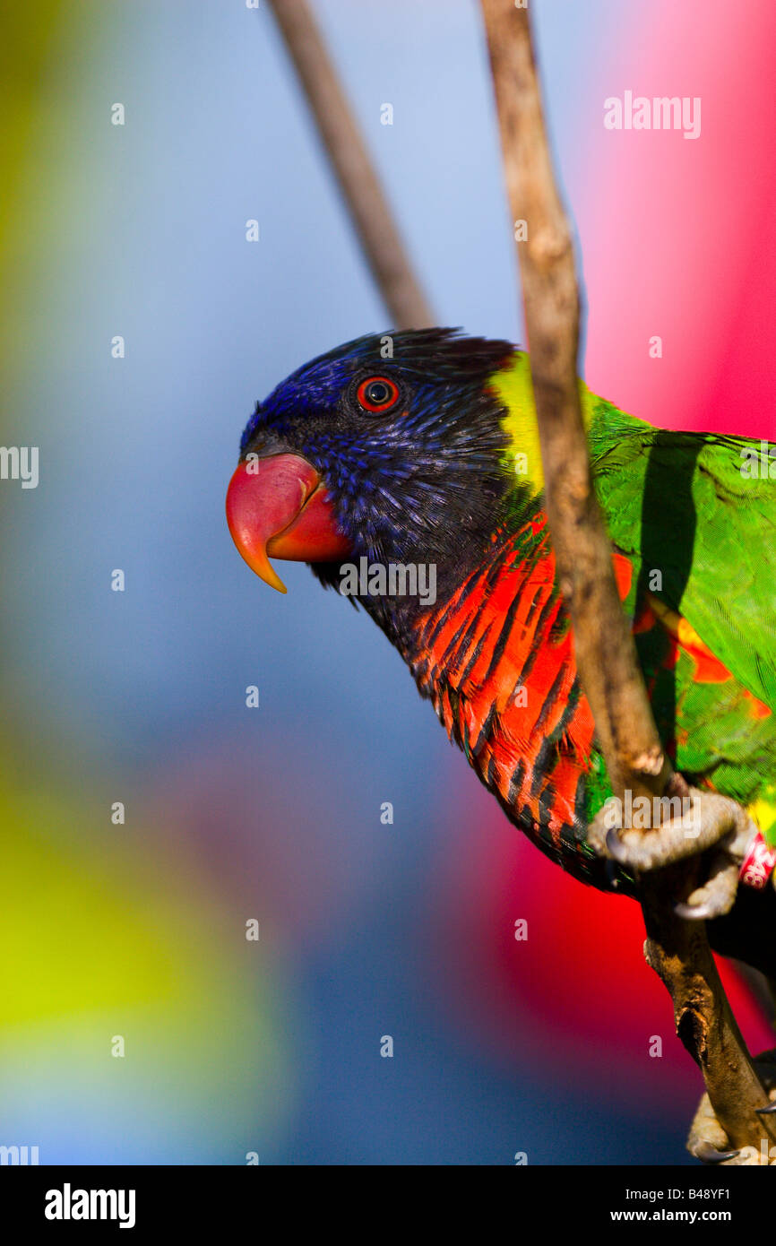 Green-Naped Lorikeet from New Guinea Stock Photo - Alamy