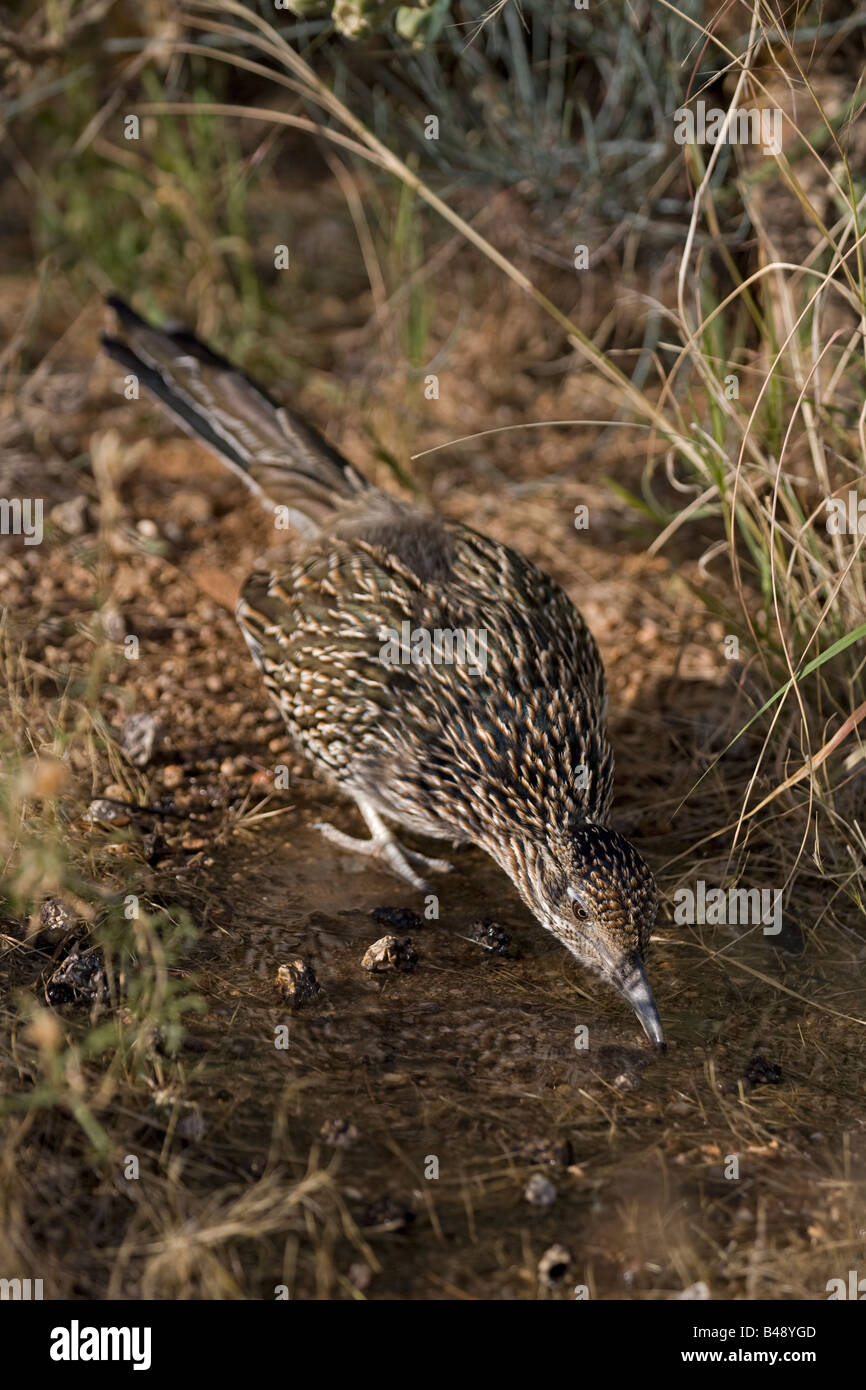 Terrestrial birds hi-res stock photography and images - Alamy