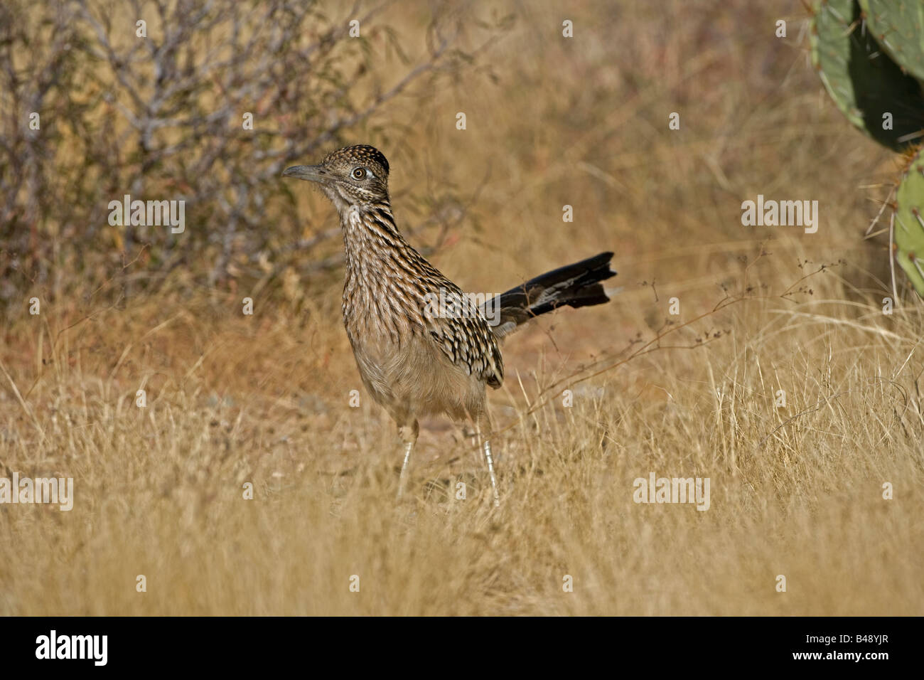 Aves chaparral hi-res stock photography and images - Alamy