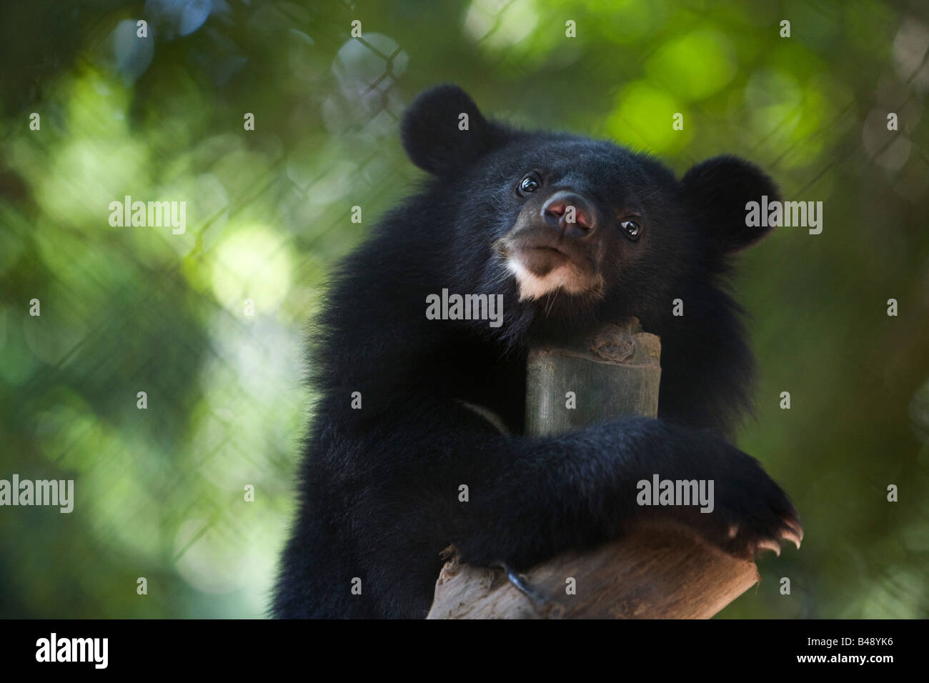 Very small bear hi-res stock photography and images - Alamy