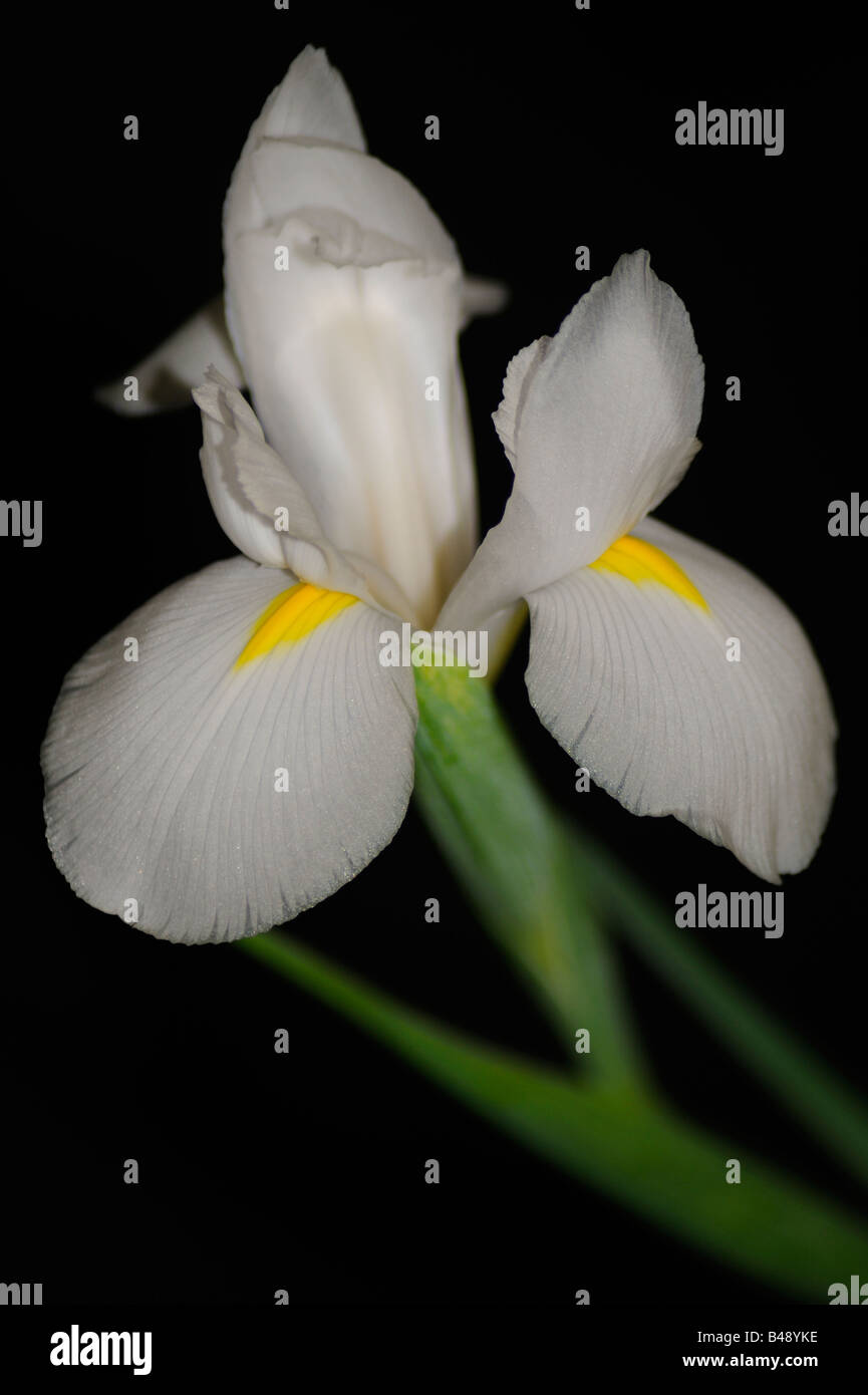 White iris hi-res stock photography and images - Alamy